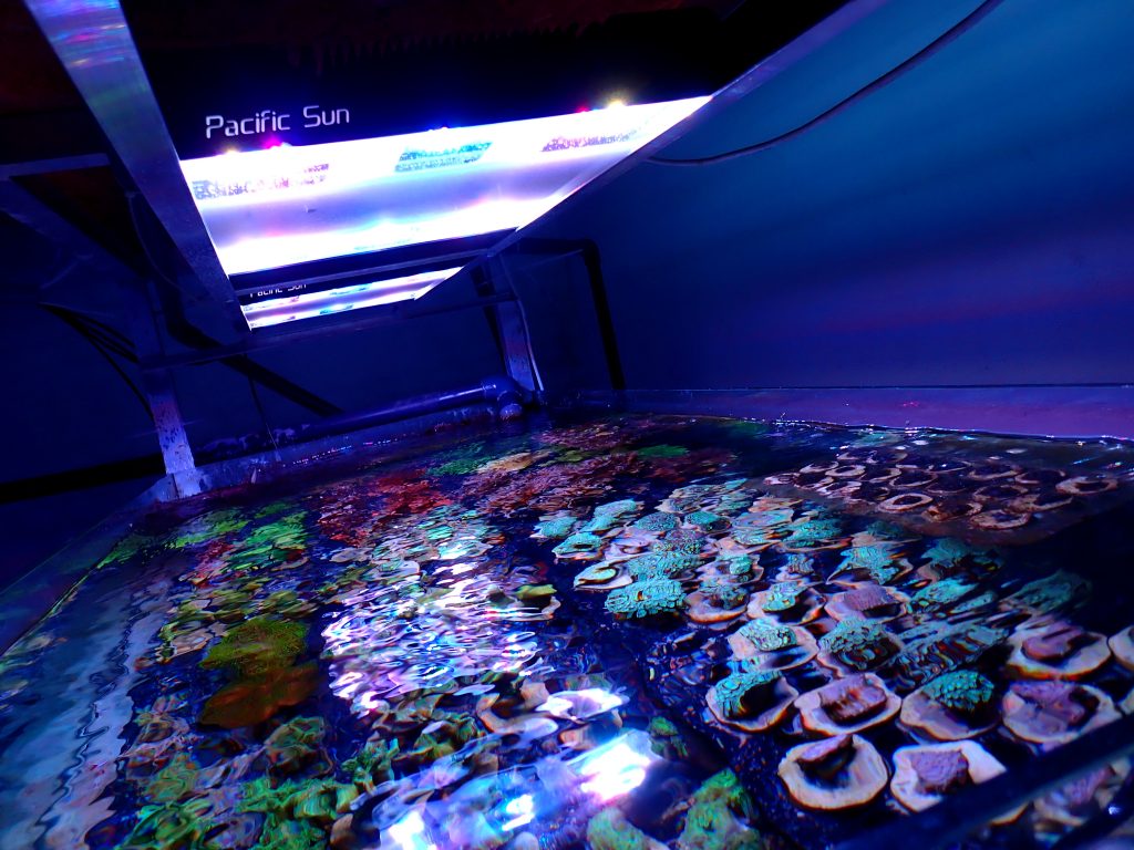 LED lamp "Alpha" - Pacific Sun EU